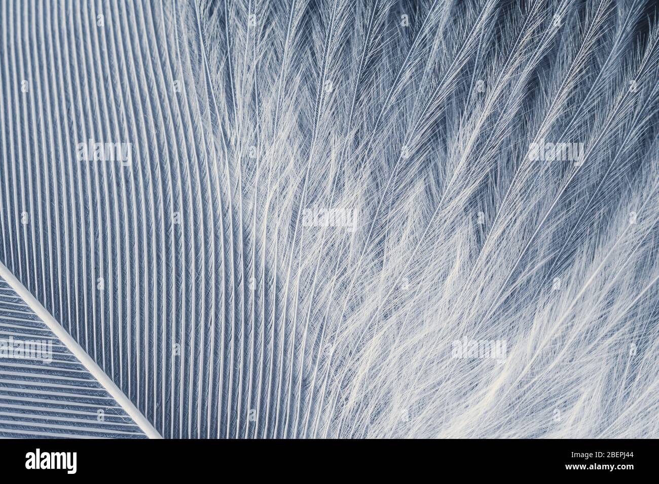 Feather texture hi-res stock photography and images - Alamy