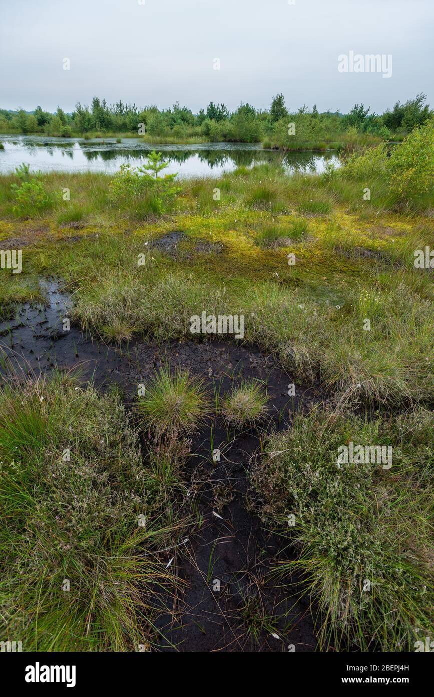 Protected Bogland in Lower Saxony, Germany Stock Photo - Alamy