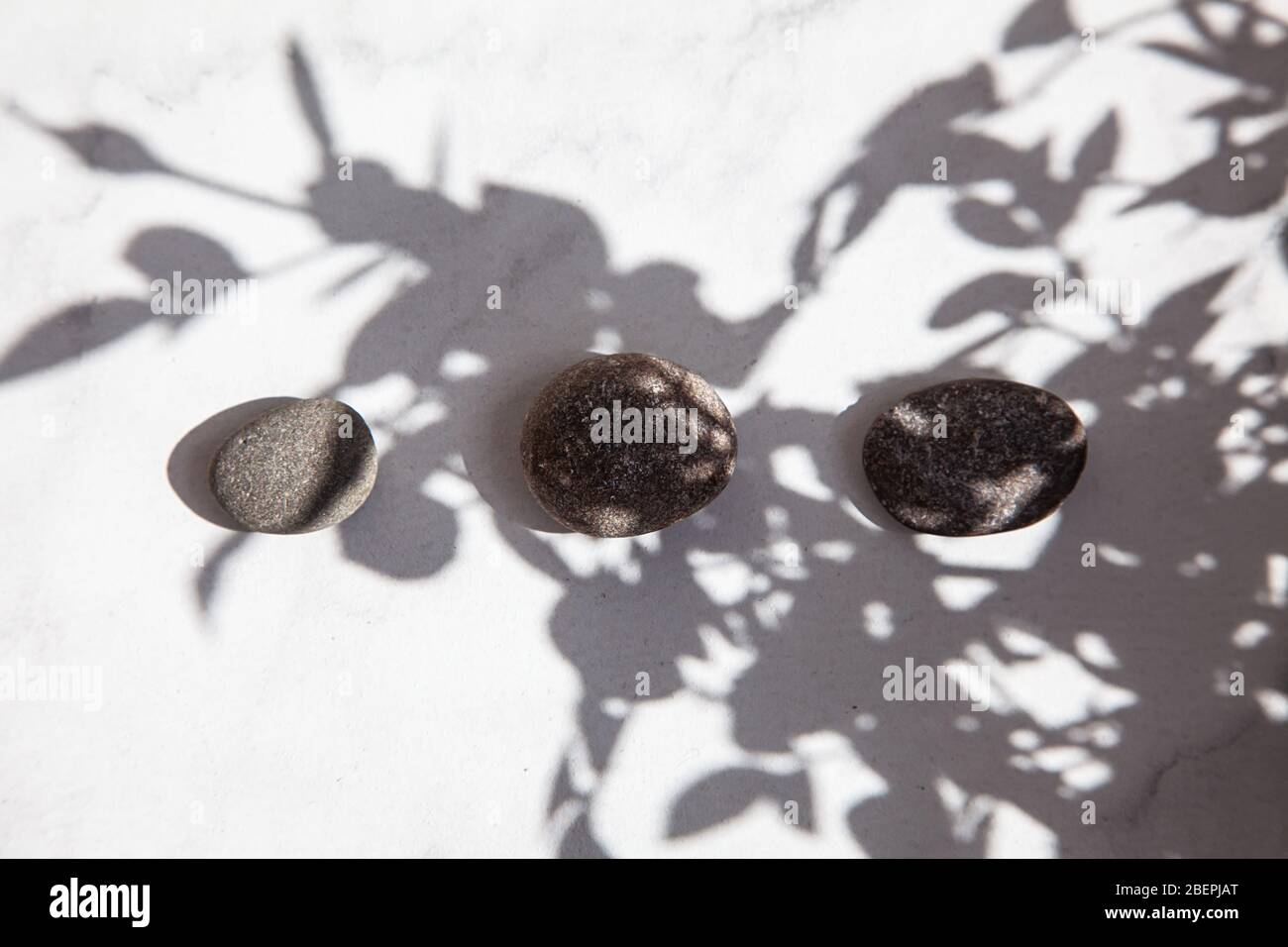 Three sea stones in the shade of leaves and sunlight on a white floor ...