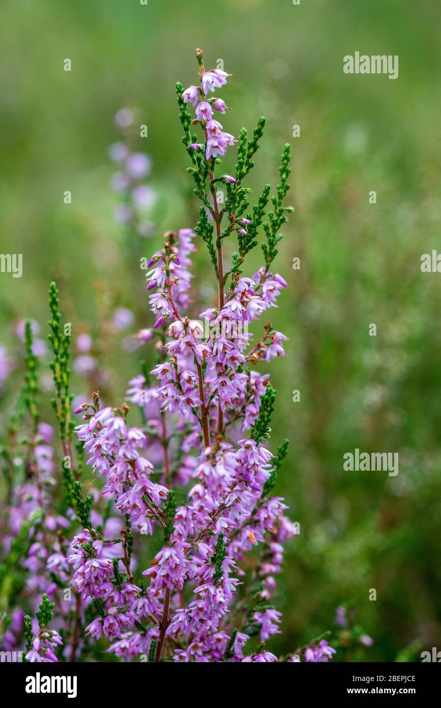 Bogland europe hi-res stock photography and images - Alamy
