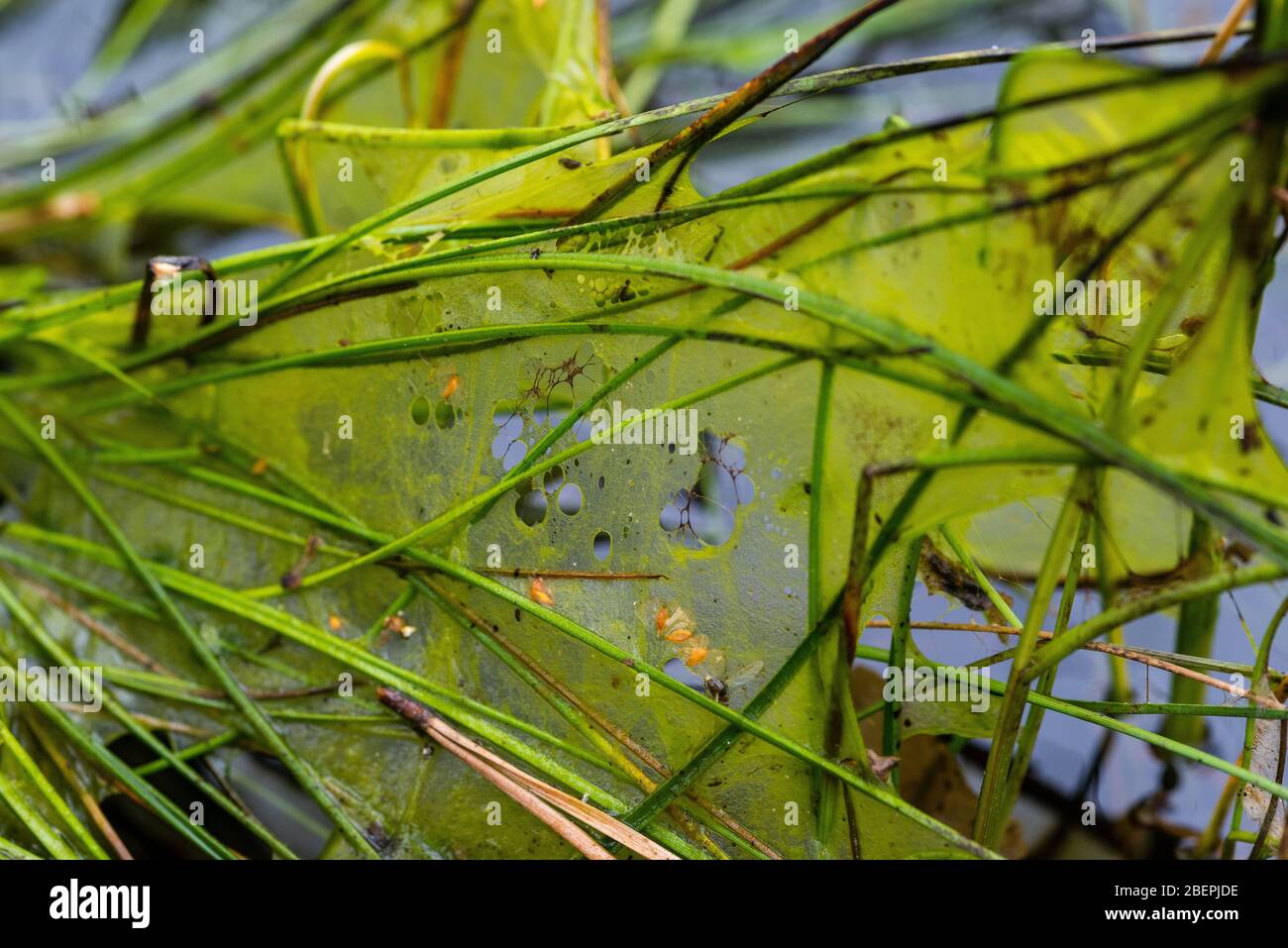 Bogland europe hi-res stock photography and images - Alamy