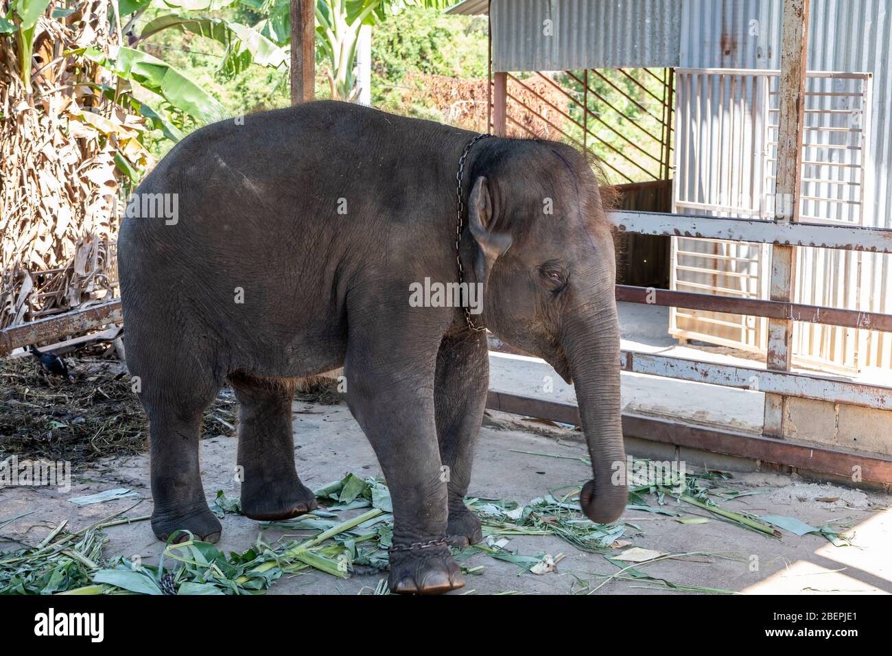Elephant toe hi-res stock photography and images - Alamy