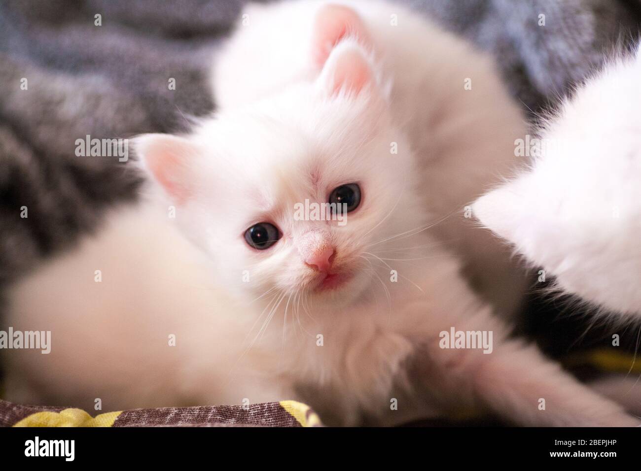 Newborn little kittens for the first time suck a cats milk with eyes ...