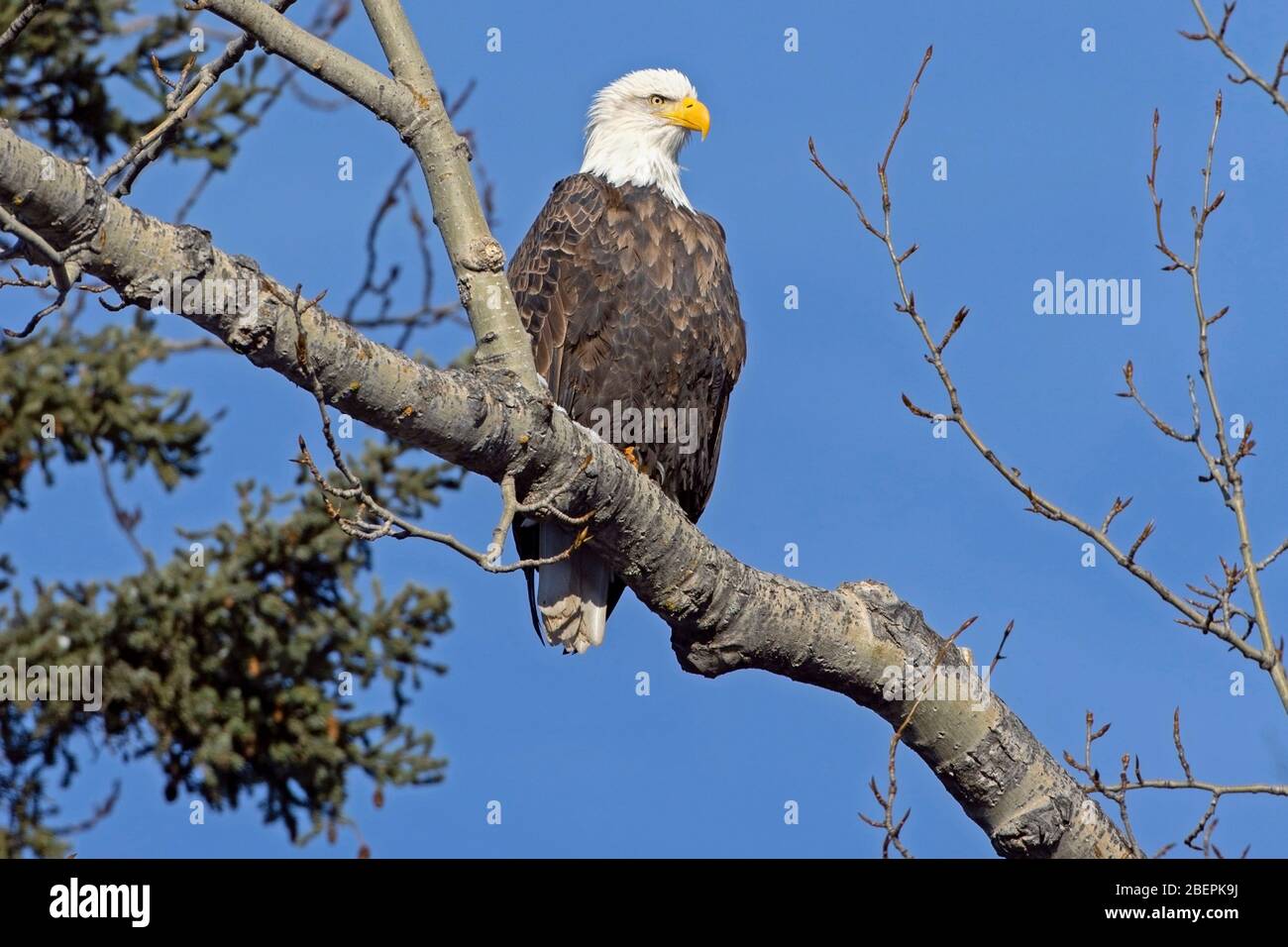 Beautiful mature Bald Eagle sitting in a tree against blue sky Stock ...