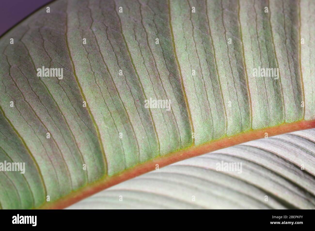 Abstract leaf patterns hi-res stock photography and images - Alamy