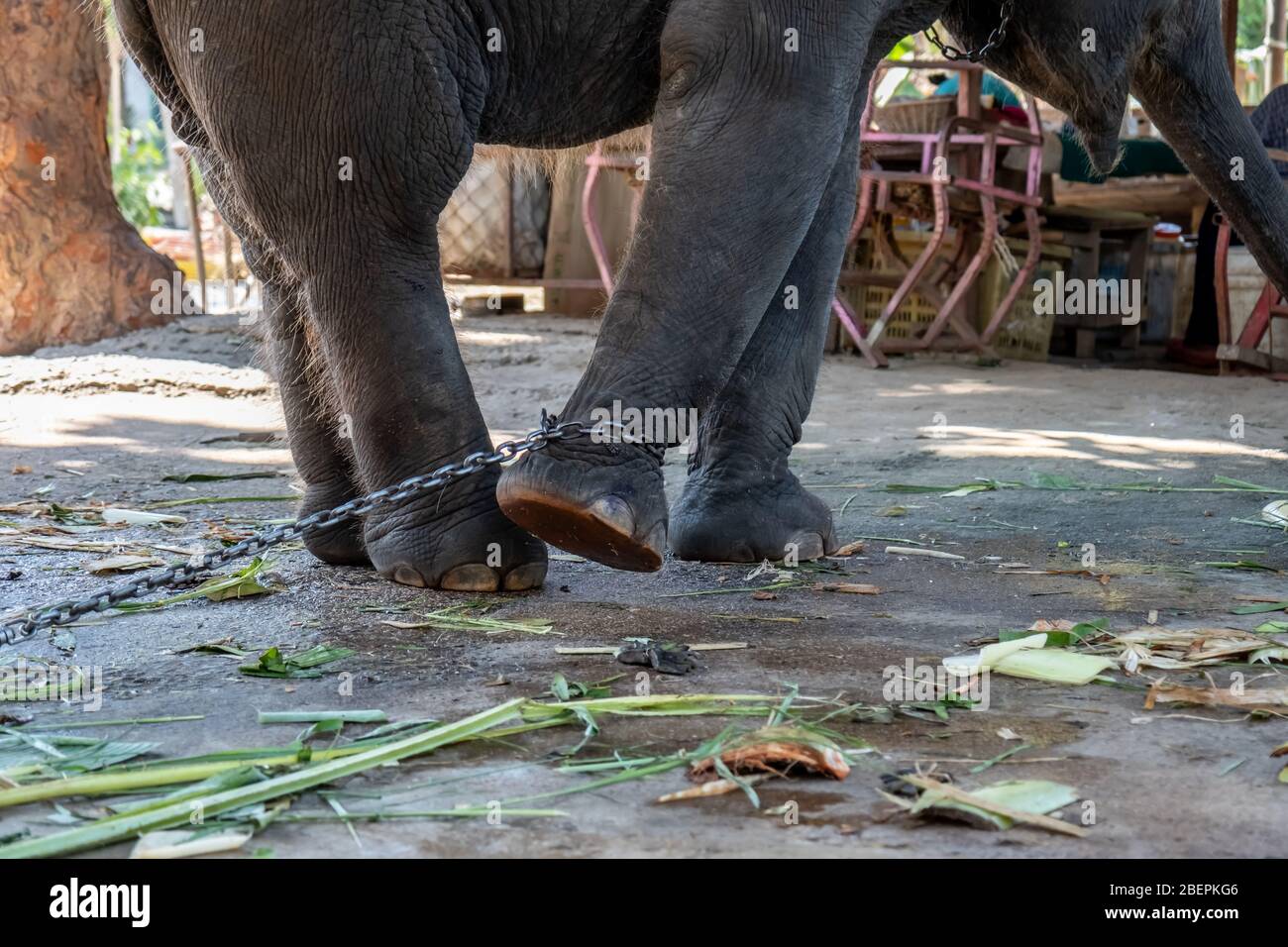 Elephant toe hi-res stock photography and images - Alamy