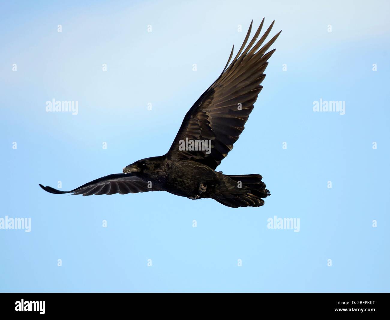 American crow in flight hi-res stock photography and images - Alamy