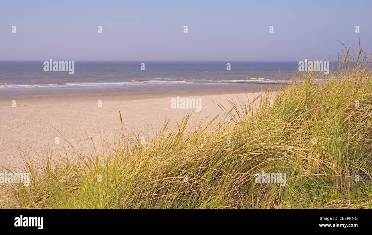Dune grass and empty beach Stock Photo - Alamy