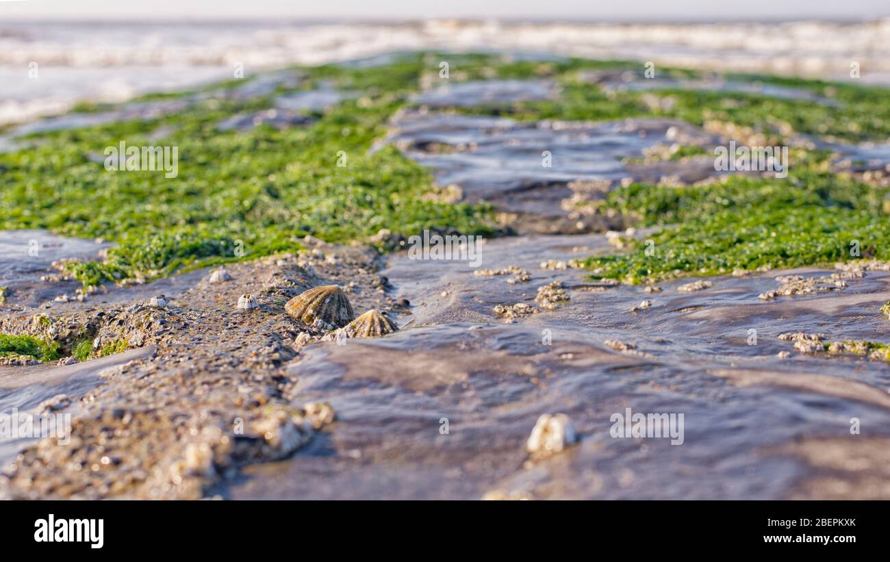 Clam green algae on shell hi-res stock photography and images - Alamy