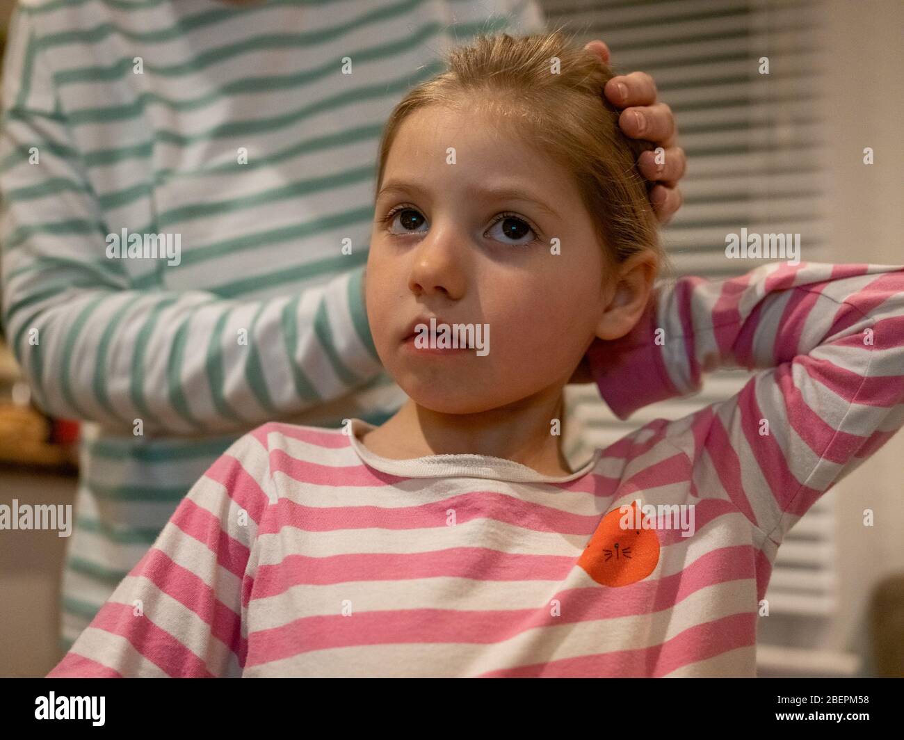 A lice hi-res stock photography and images - Alamy