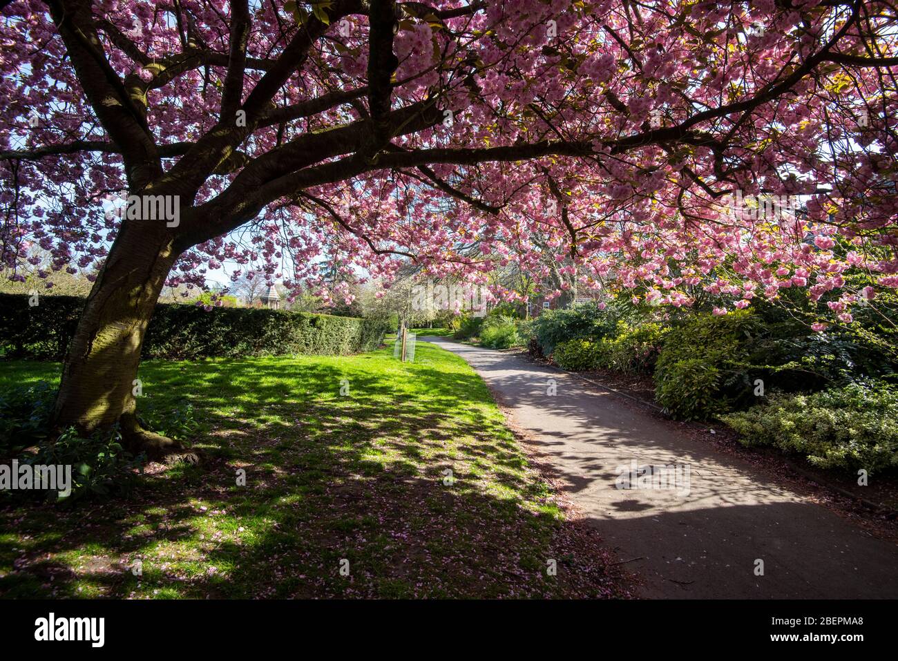 Spring at the Arboretum park in Nottingham City, captured during the ...