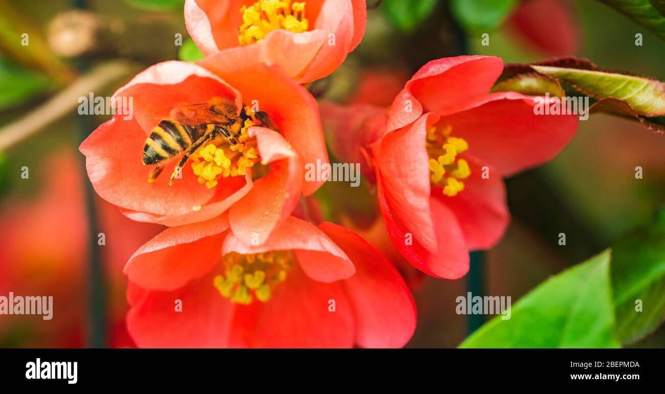 Honey Bee collecting pollen from red flowers of Japanese quince in ...