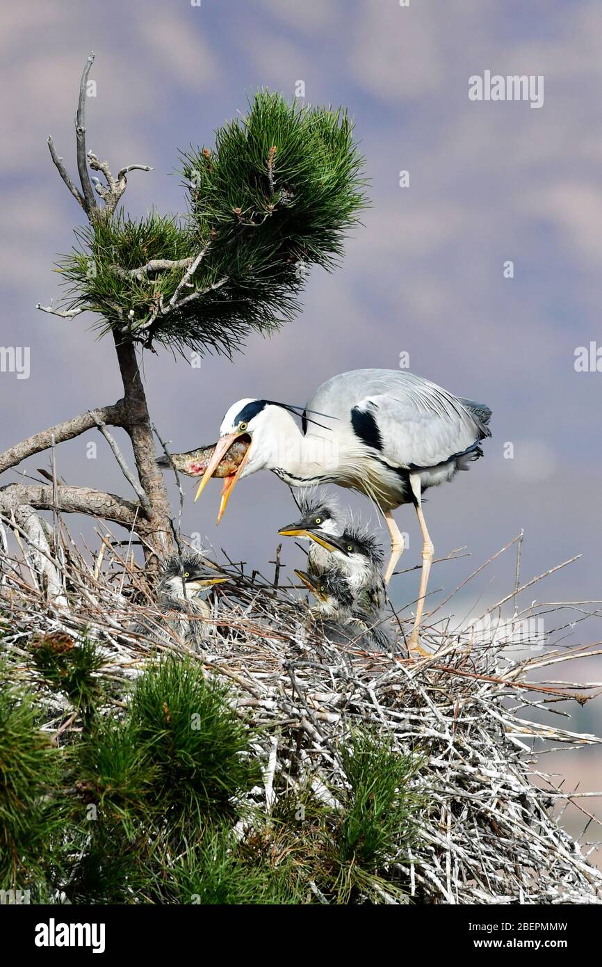 Fangshan, China's Shanxi Province. 15th Apr, 2020. Photo shows herons ...