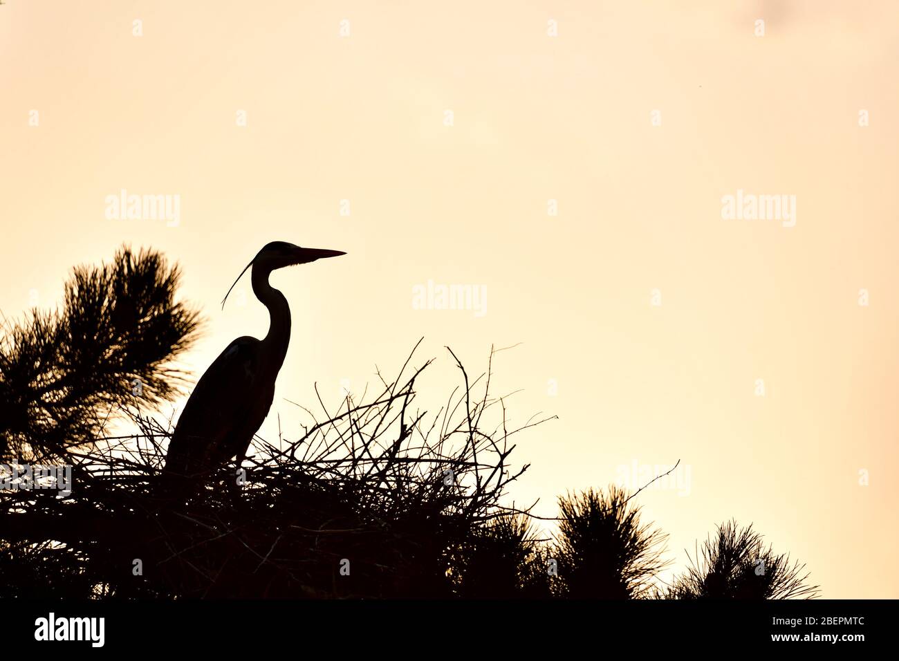 Fangshan, China's Shanxi Province. 14th Apr, 2020. Photo shows a heron ...