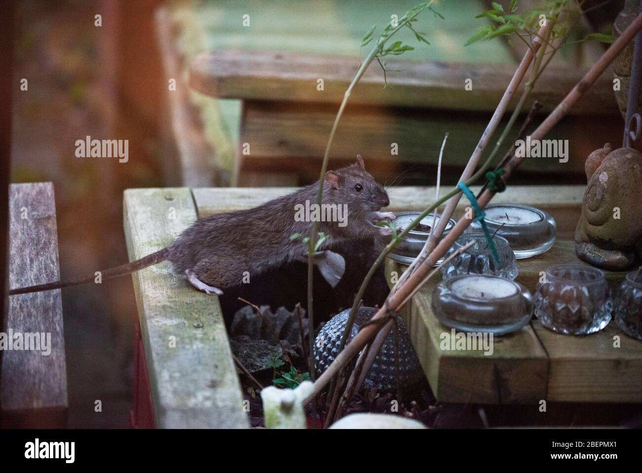 Thaxted Essex England. Brown Rat in photographers garden. April 2020 ...