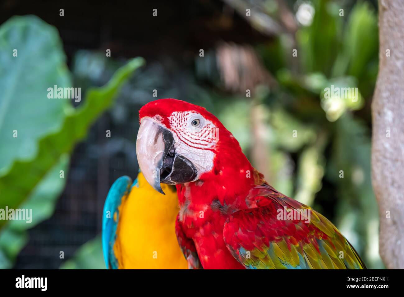 Scarlet macaw is the name of this bird, known as true parrot and ...