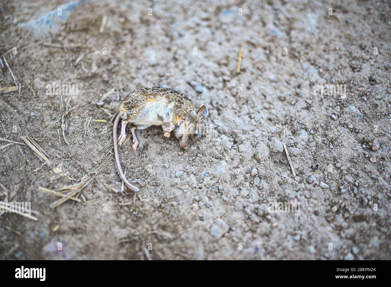 Dead mouse animal road hi-res stock photography and images - Alamy