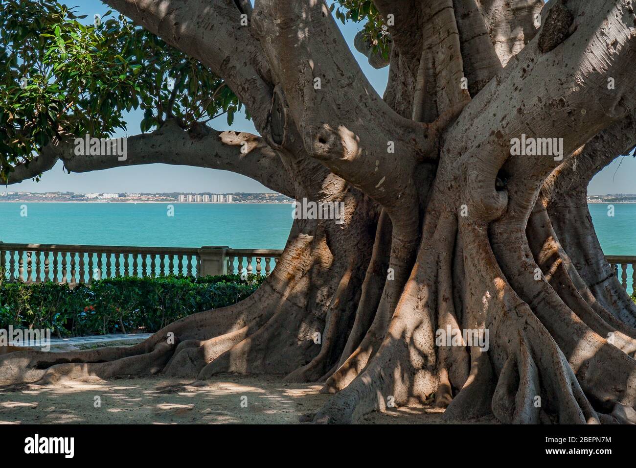 Old rubber plantation hi-res stock photography and images - Alamy