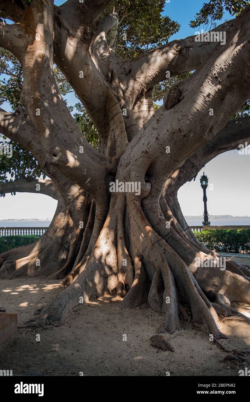 Old rubber plantation hi-res stock photography and images - Alamy