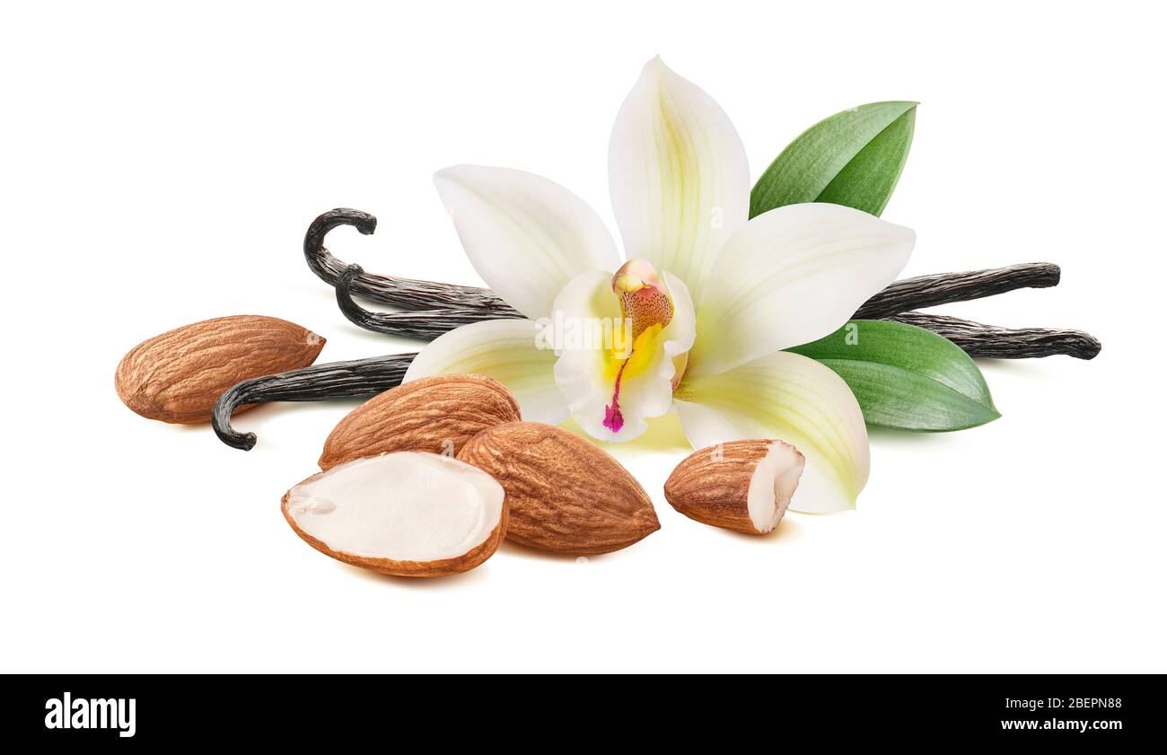 Tropical almond leaves hi-res stock photography and images - Alamy