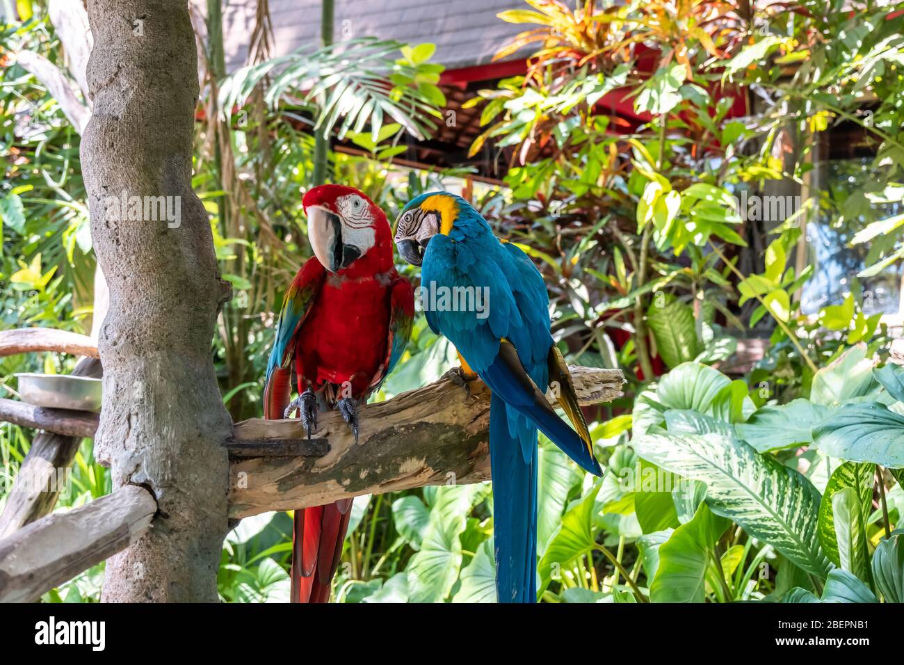Scarlet macaw is the name of this bird, known as true parrot and ...