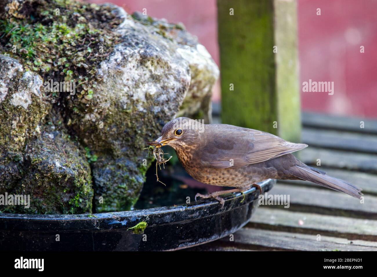 Blackbird. Turdus merula (Turdidae) in a water tray, a backyard in ...
