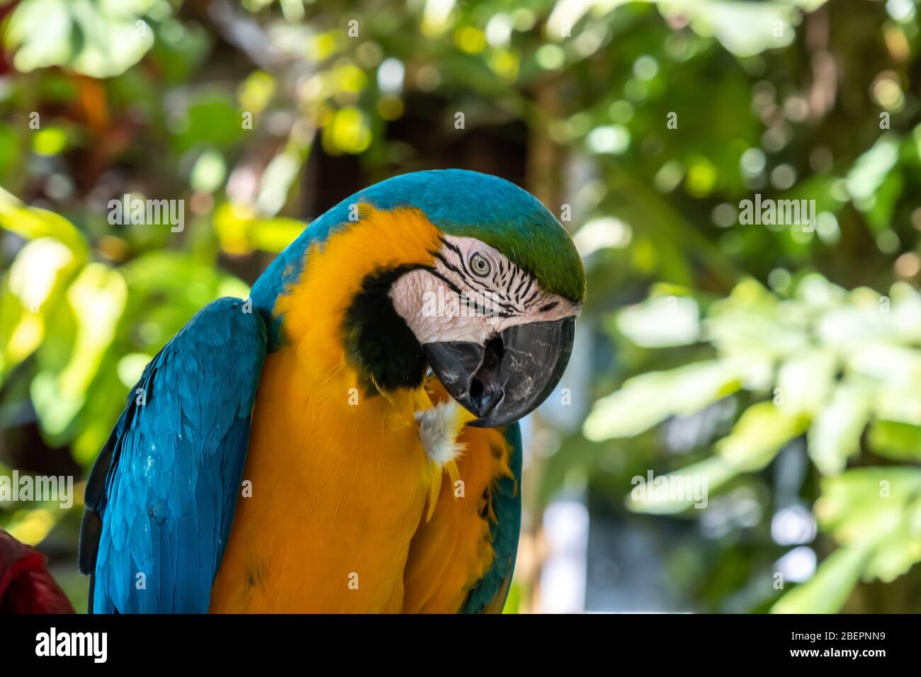 Scarlet macaw is the name of this bird, known as true parrot and ...