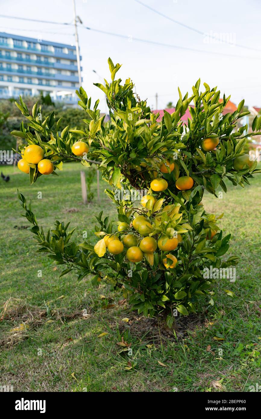 Dwarf tangerine tree hi-res stock photography and images - Alamy