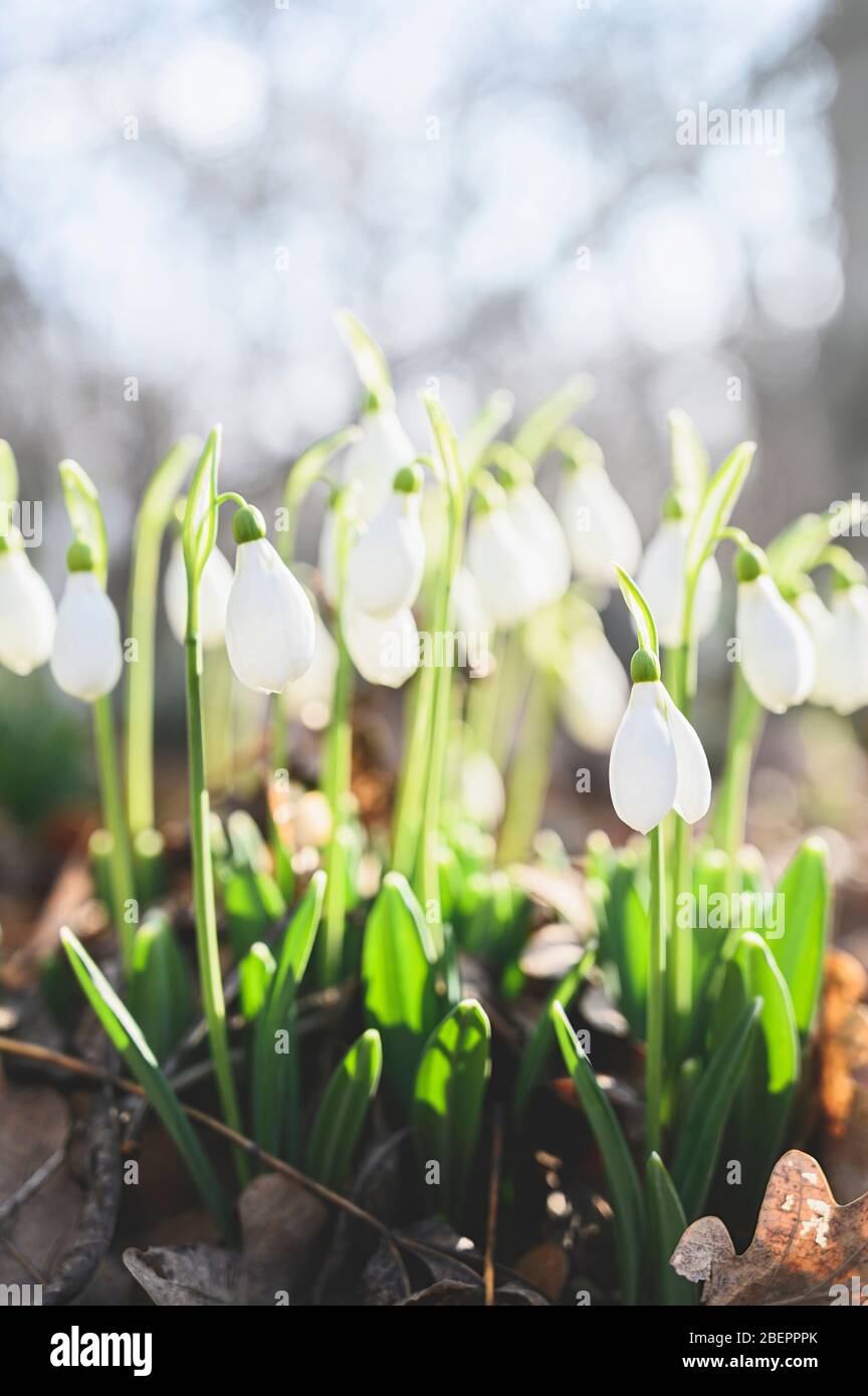 Flexible layout hi-res stock photography and images - Alamy