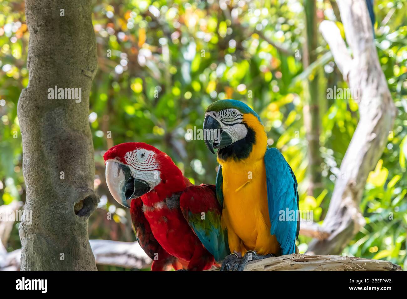 Scarlet macaw is the name of this bird, known as true parrot and ...