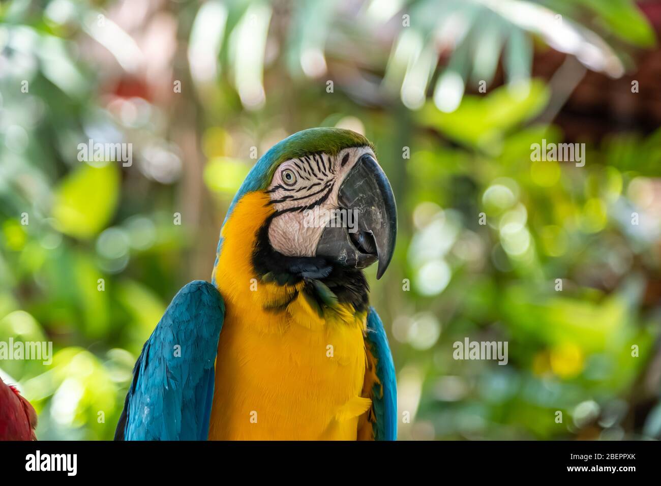 Scarlet macaw is the name of this bird, known as true parrot and ...