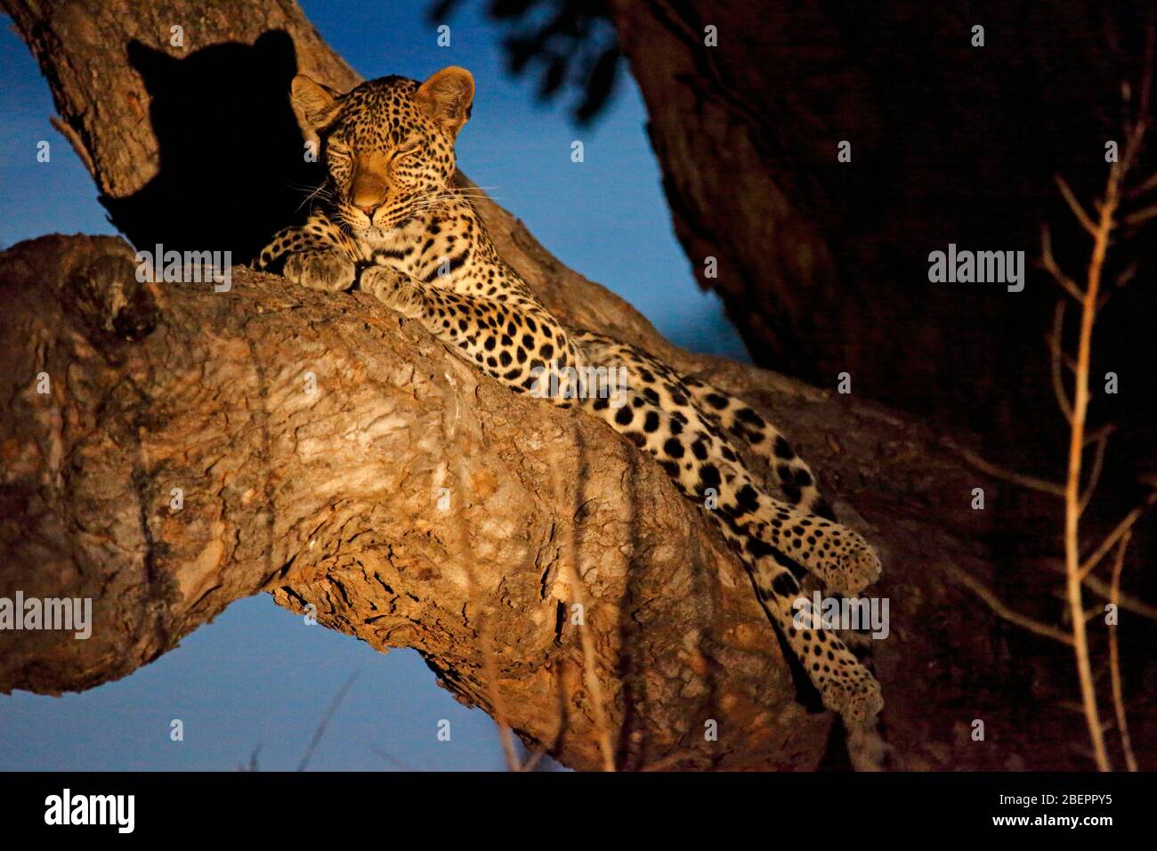 Wildlife spotlight hi-res stock photography and images - Alamy