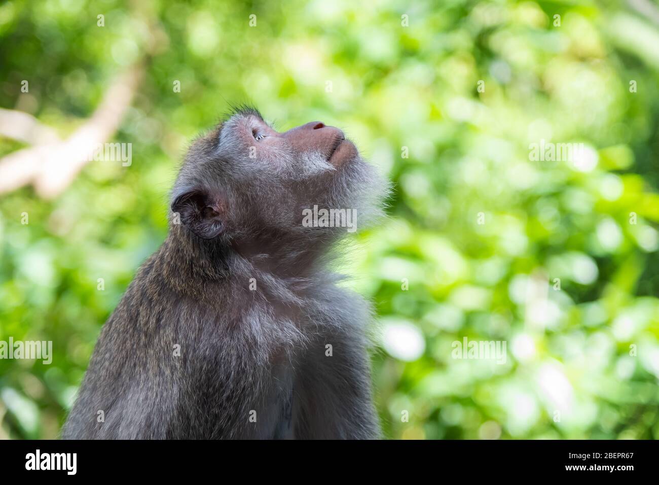 Crab eating macaque monkeys removing nits or lice from their monkey ...