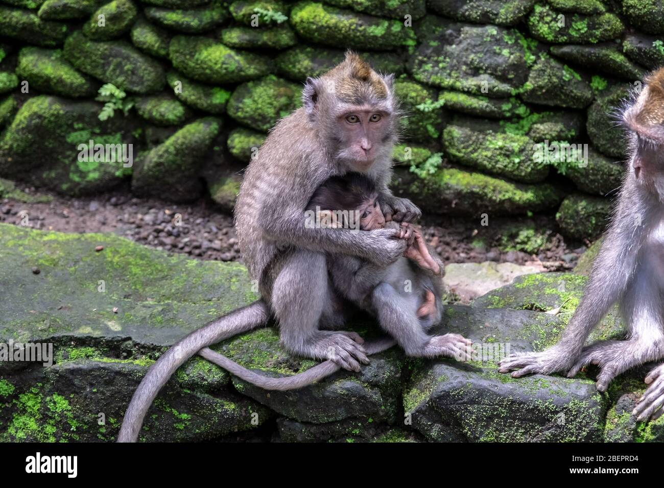 Crab eating macaque monkeys removing nits or lice from their monkey ...