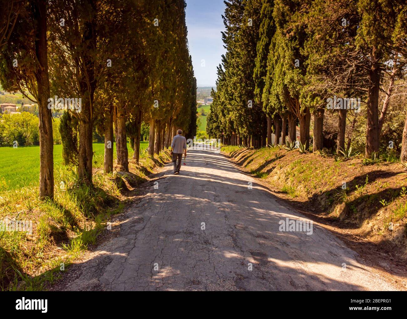 An old man holding flowers, walking down a country road lined with ...