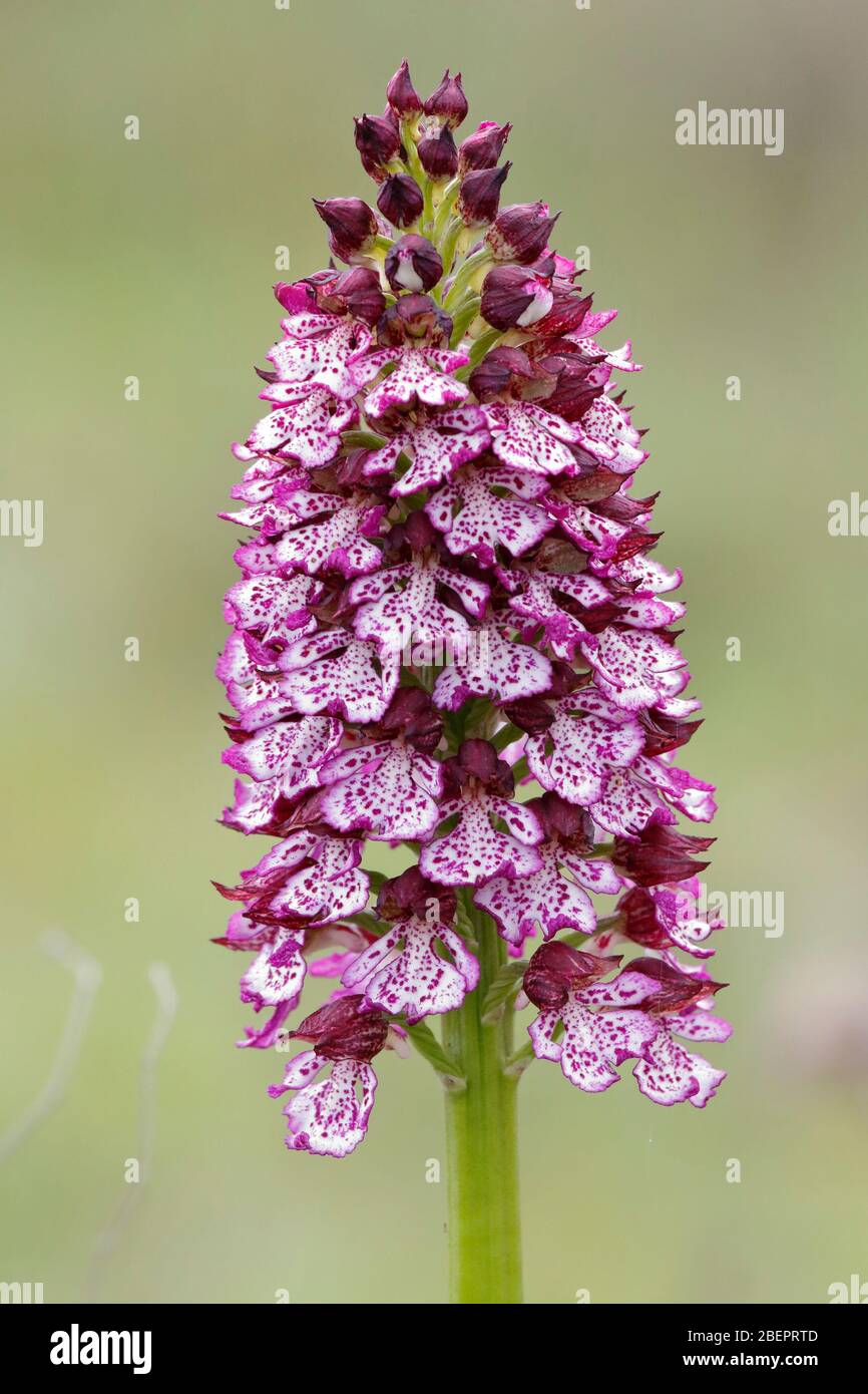 Monkey orchid orchis simia single hi-res stock photography and images ...