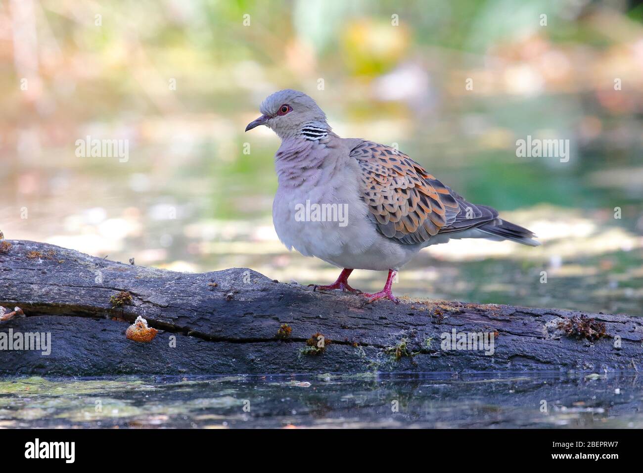 Small dove species hi-res stock photography and images - Alamy