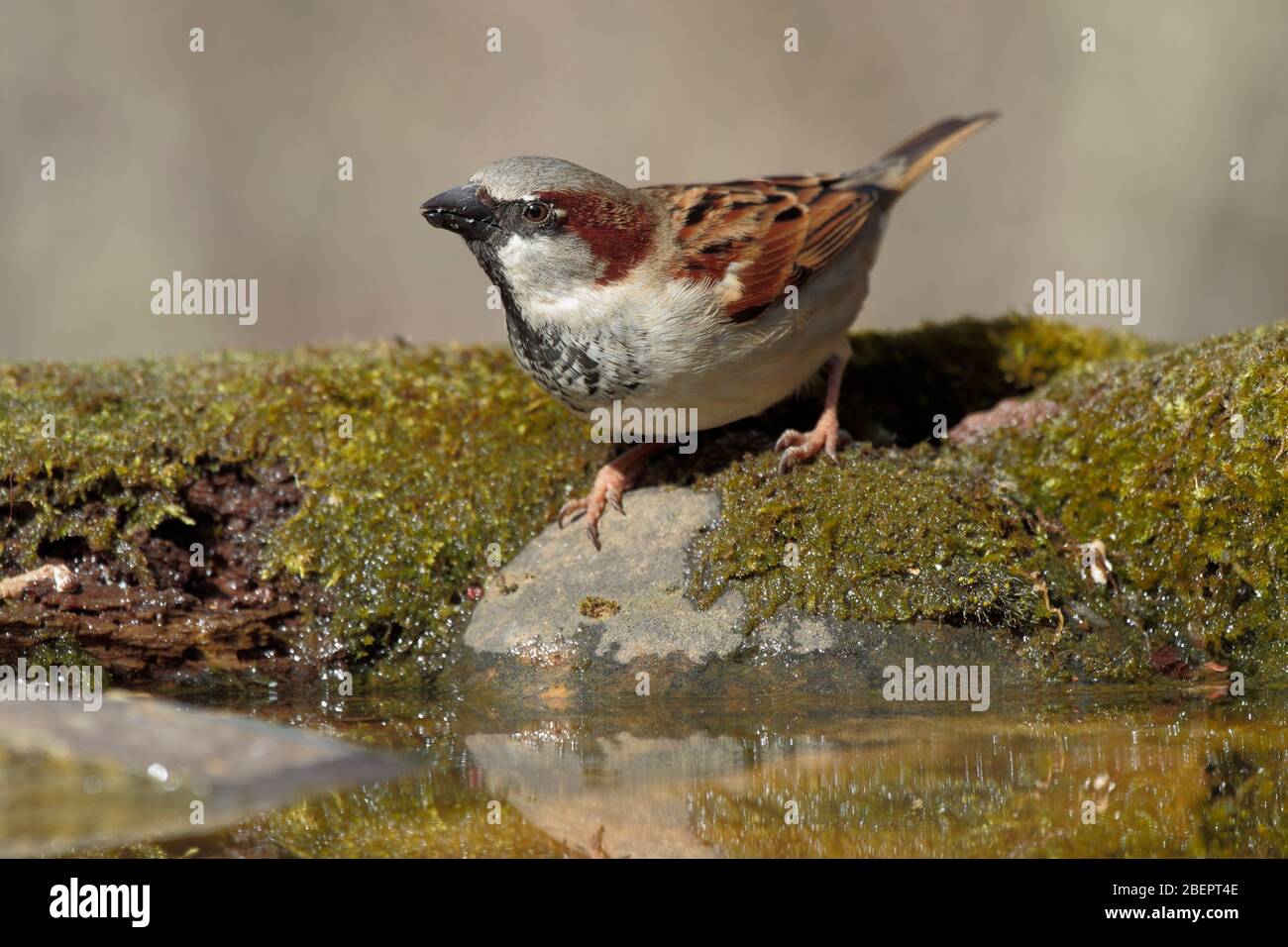 Passerine avian perching water animal hi-res stock photography and ...