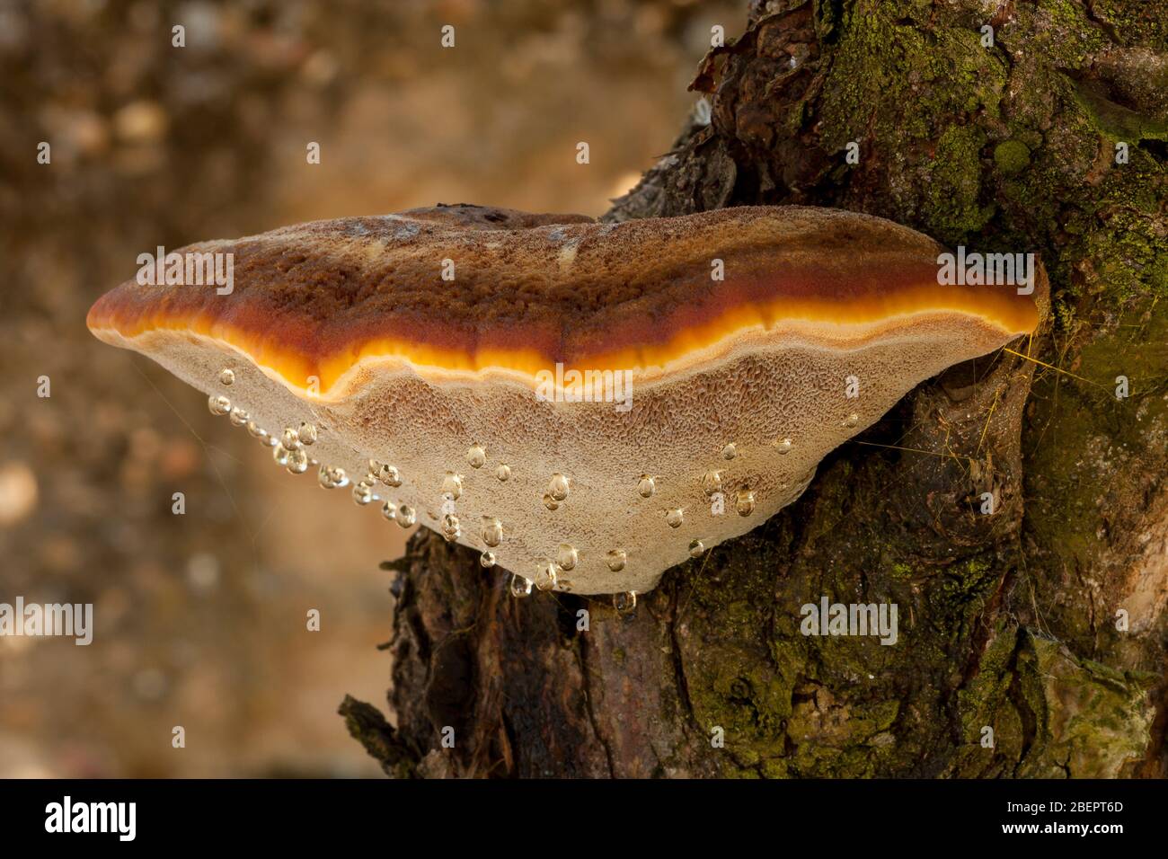 Inonotus hispidus hi-res stock photography and images - Alamy