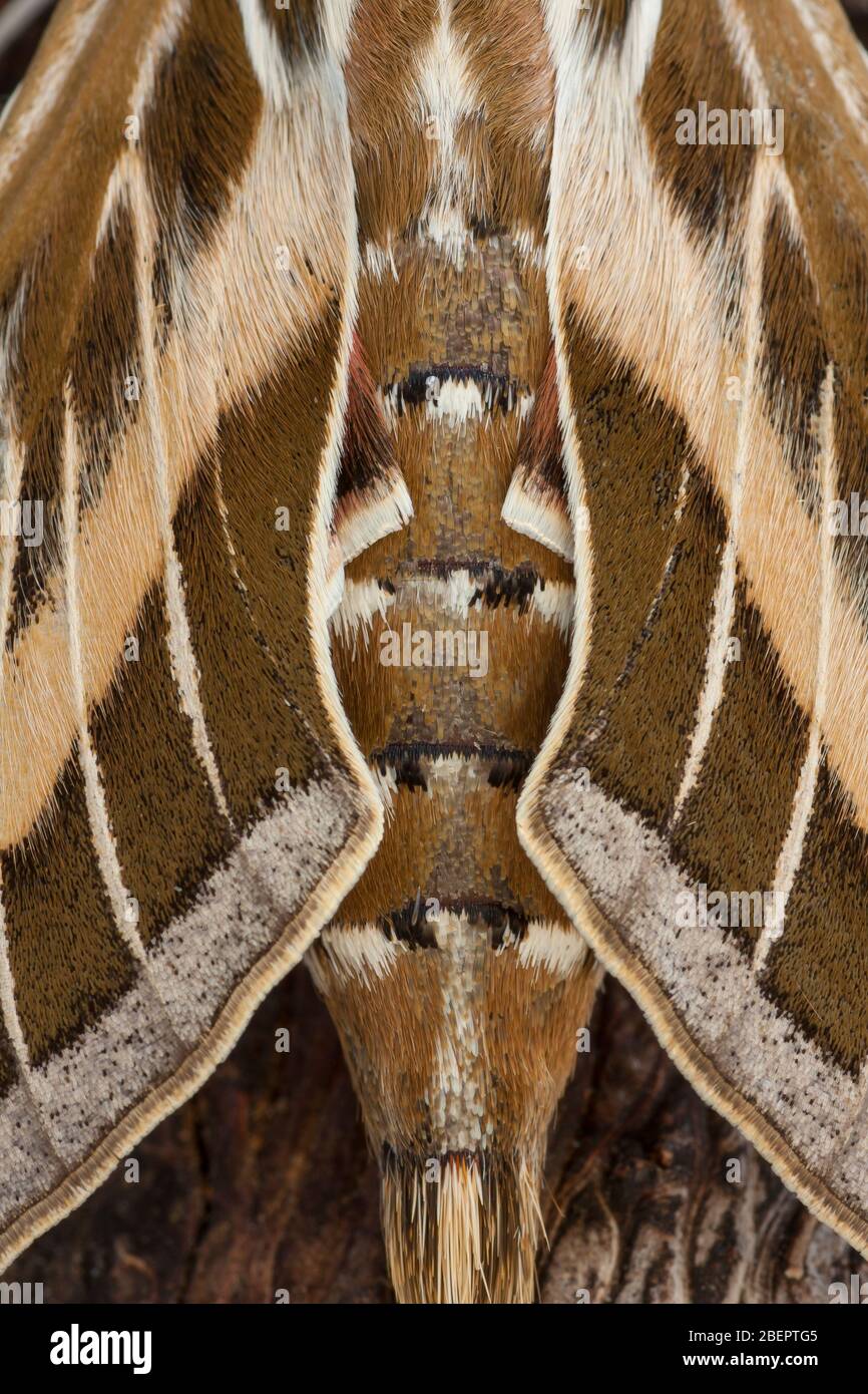 Detail of the wings of the striped Sphinx (Hyles livornica Stock Photo ...