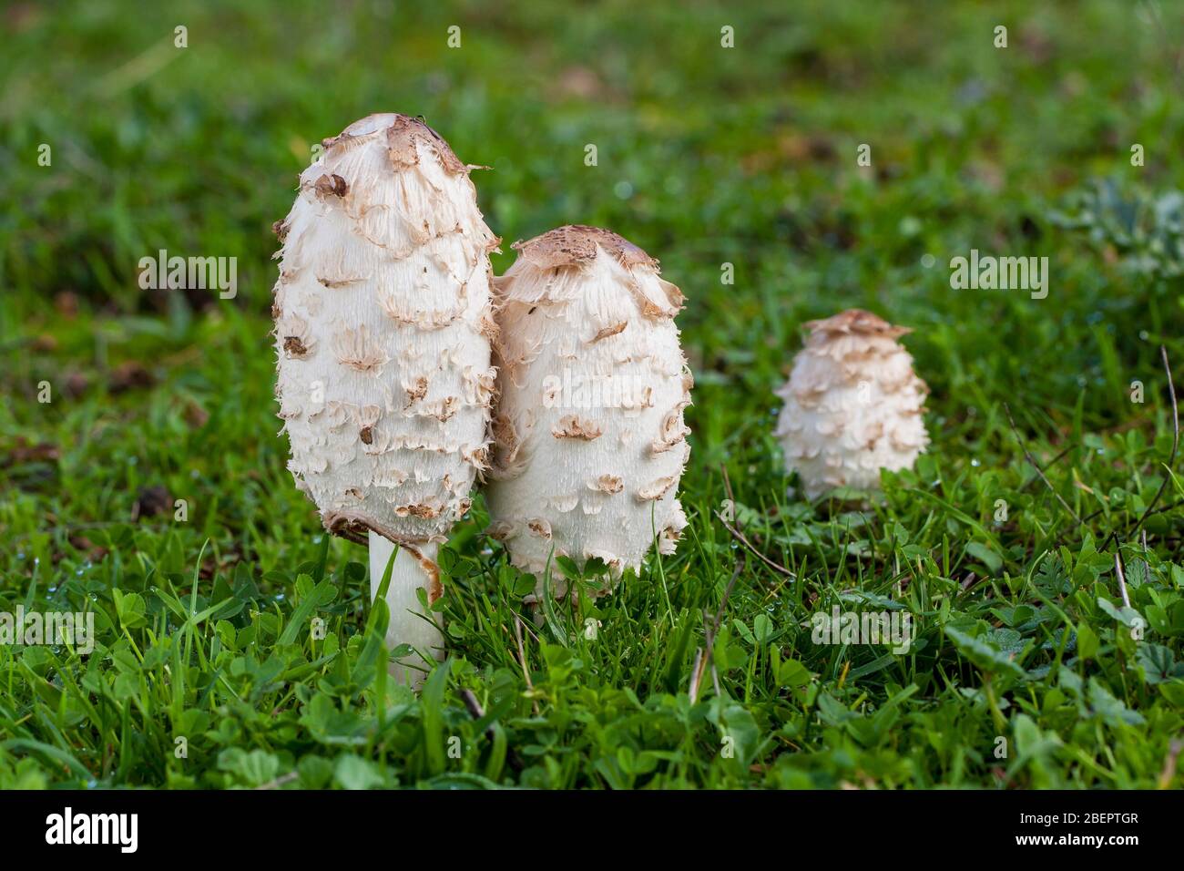 Shaggy ink caps coprinus comatus hi-res stock photography and images ...