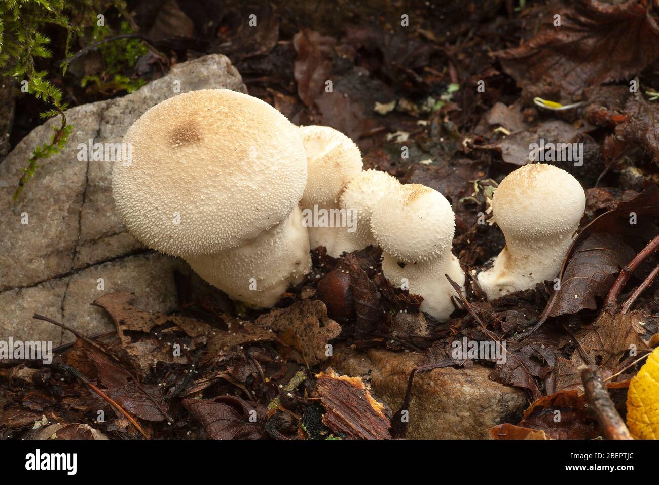 Common puffball lycoperdon gemmatum hi-res stock photography and images ...