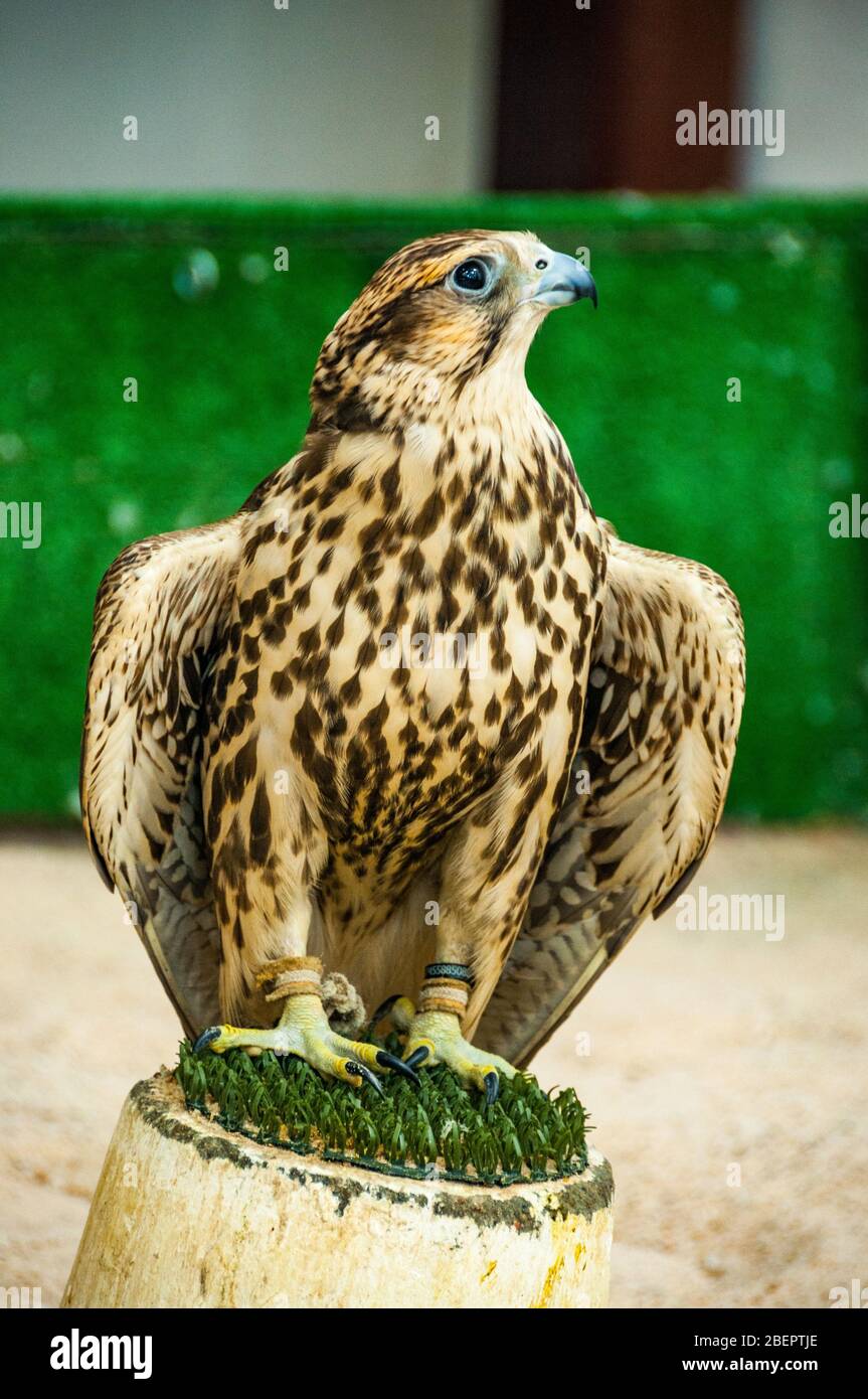 A saker falcon rests on a perch with wings outstretched at the falcon ...