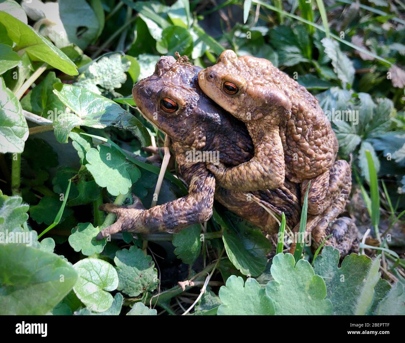 Reproduction of common toads hi-res stock photography and images - Alamy