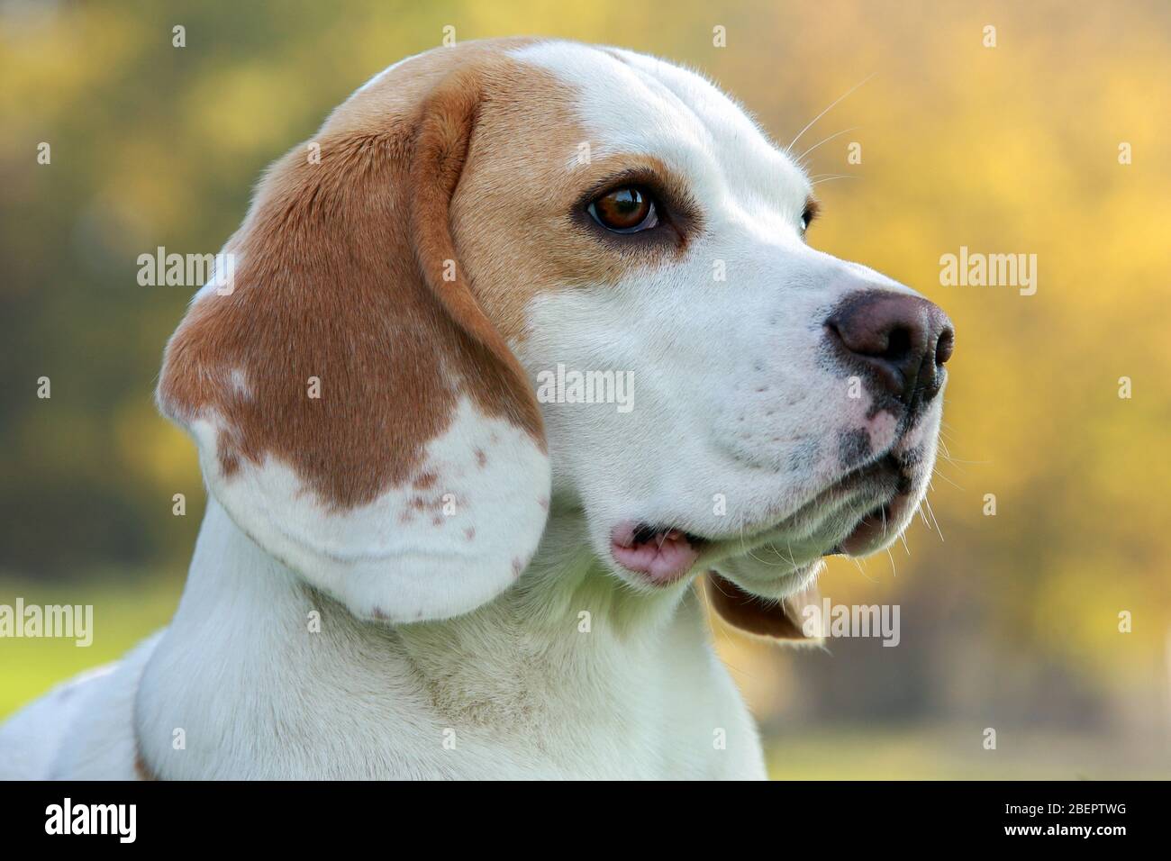 Cute and handsome dog Stock Photo - Alamy