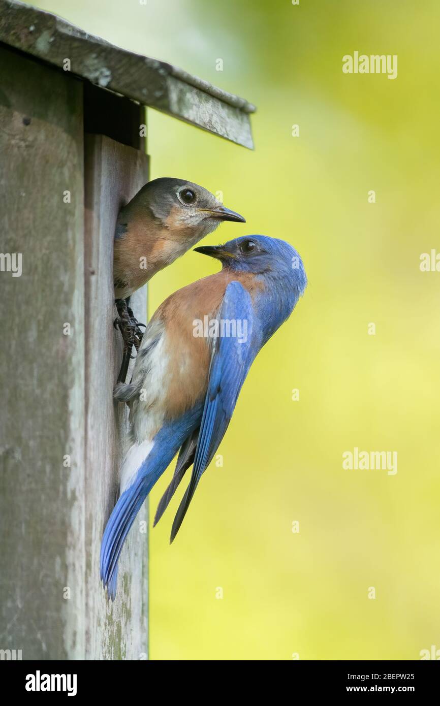 Bluebirds hi-res stock photography and images - Alamy
