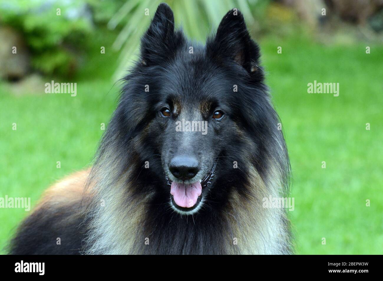 Cute and handsome dog Stock Photo - Alamy