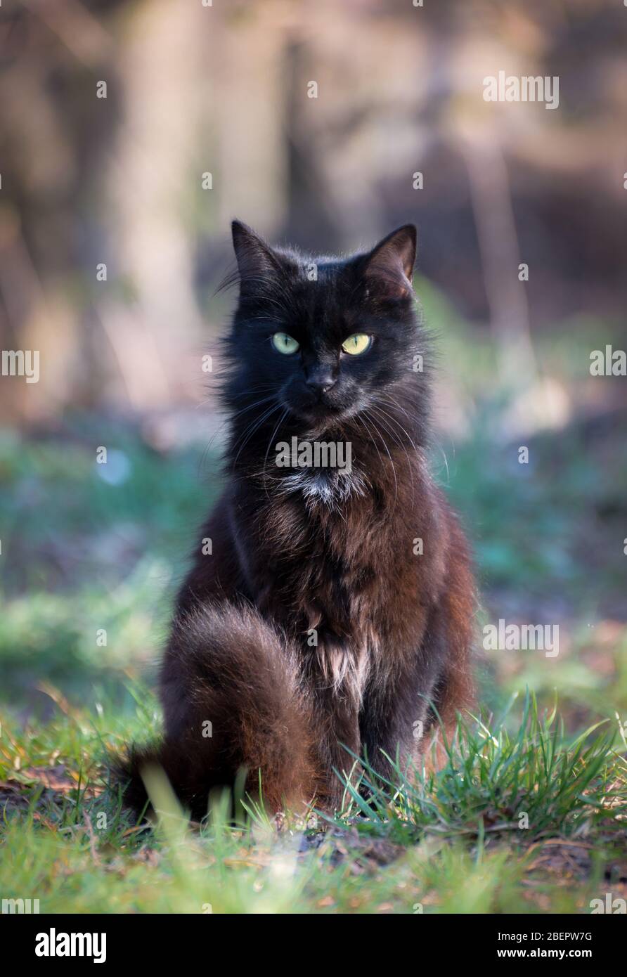 Fluffy Tail High Resolution Stock Photography and Images - Alamy