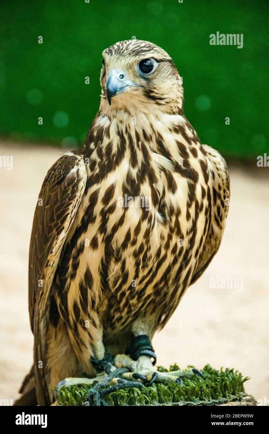 A saker falcon rests on a perch with wings outstretched at the falcon ...