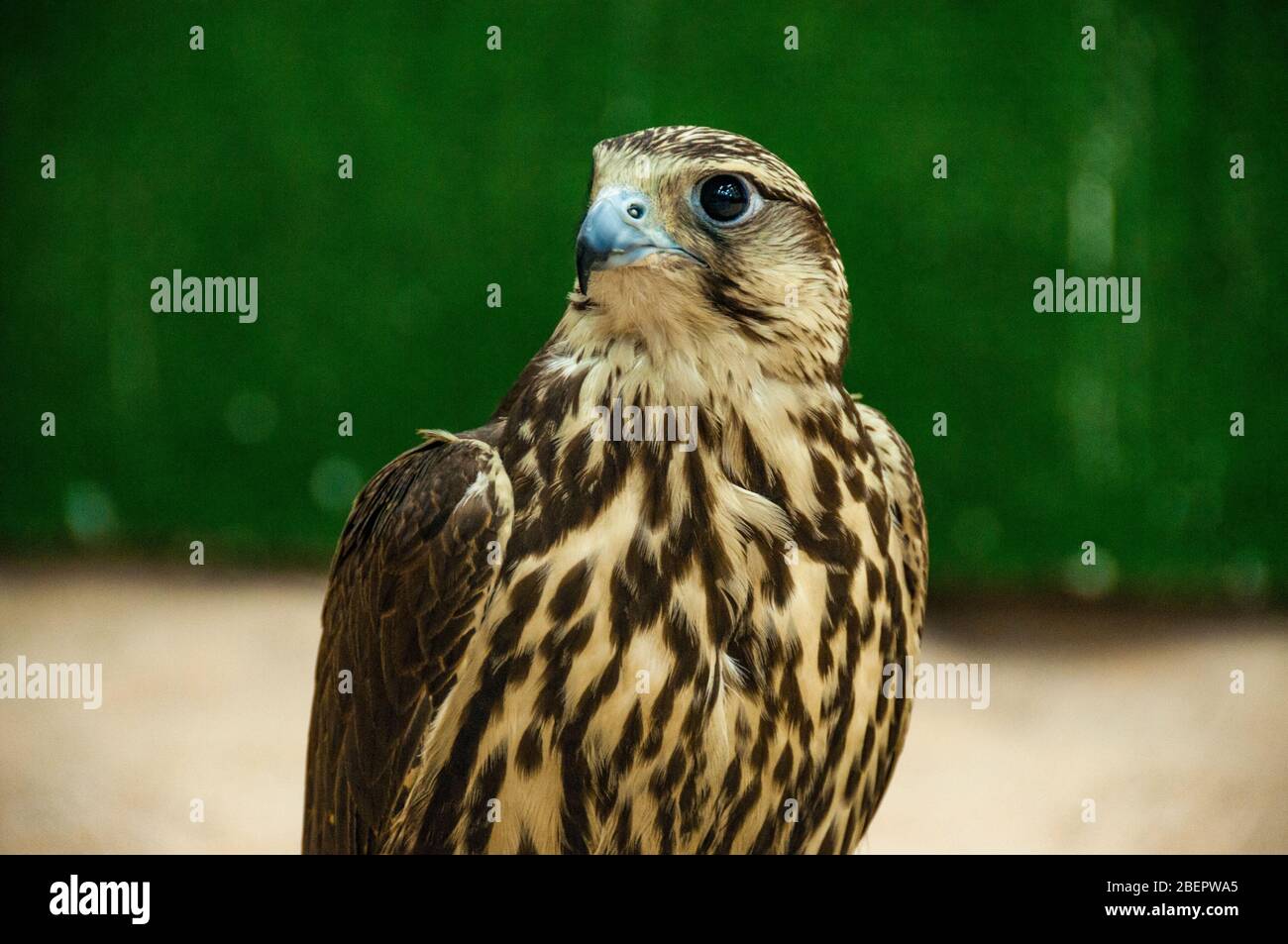 A saker falcon rests on a perch with wings outstretched at the falcon ...